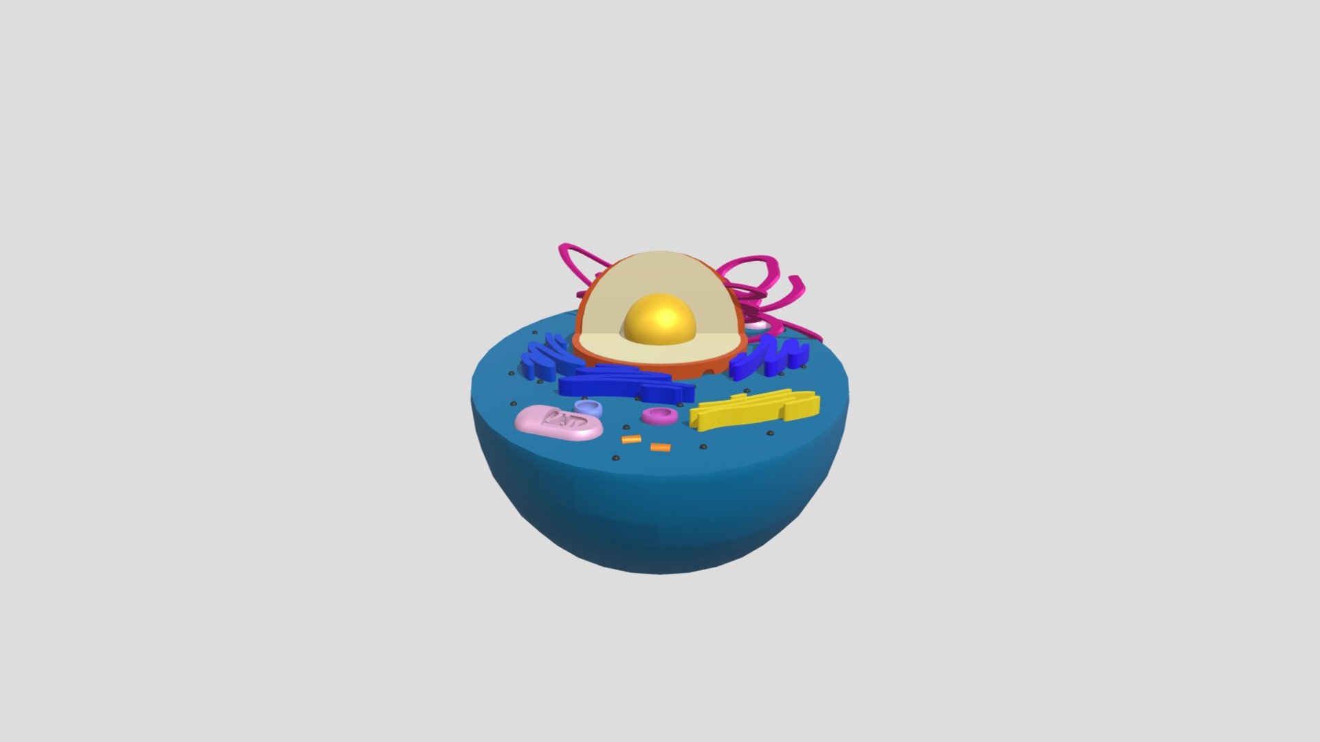 tế bào nhân thực - 3D model by nhockkimngan28012005 [61579d0] - Sketchfab