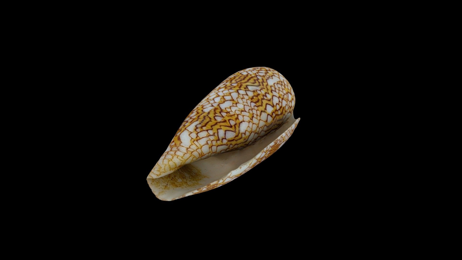 Conus textile - 3D model by latedcapuerj [6158b4e] - Sketchfab