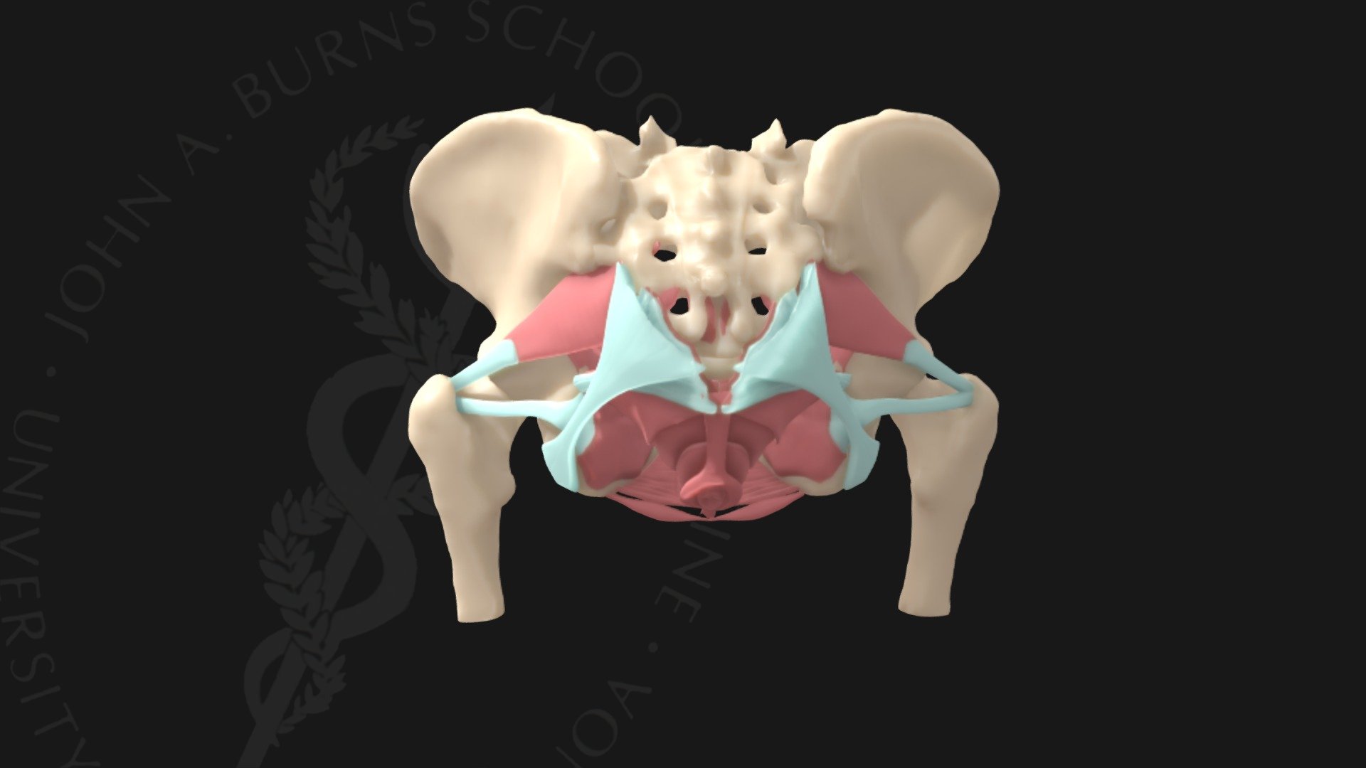 Tendon vs. Ligament - 3D model by John A Burns School of Medicine ...