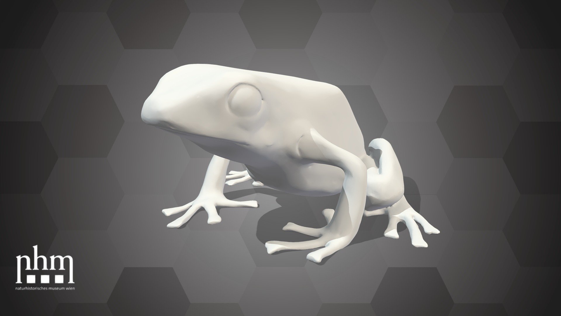 Dendrobates azureus (Male) - Download Free 3D model by Natural History ...
