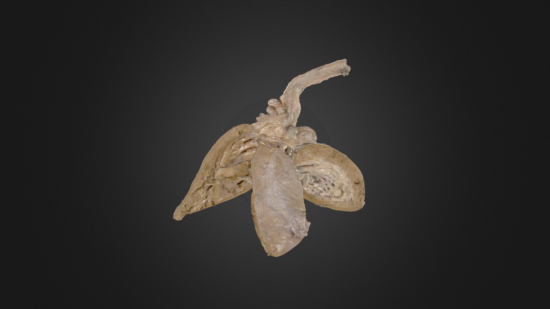Open PLC Heart 13-1595 - 3D model by UBC Medicine - Educational Media ...