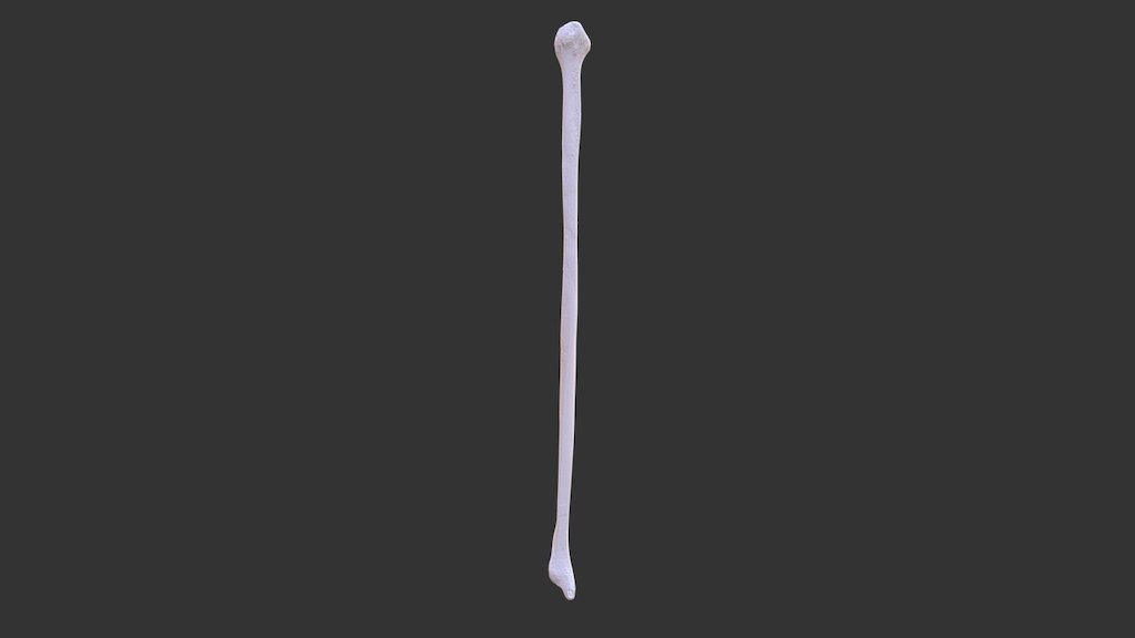 Fibula - 3D model by Wellesley College (@WellesleyCollege) [616cd5d ...