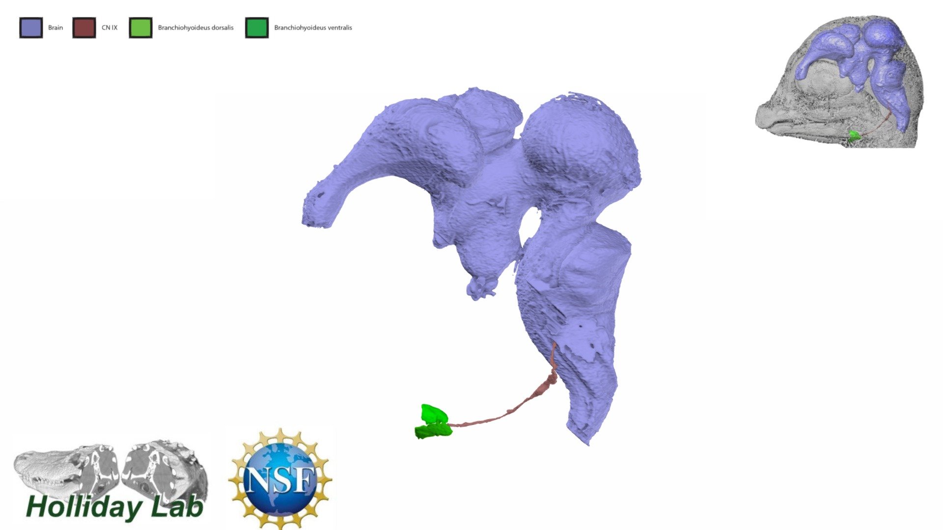 Embryonic Alligator CN IX-Innervated Muscles - Download Free 3D model ...