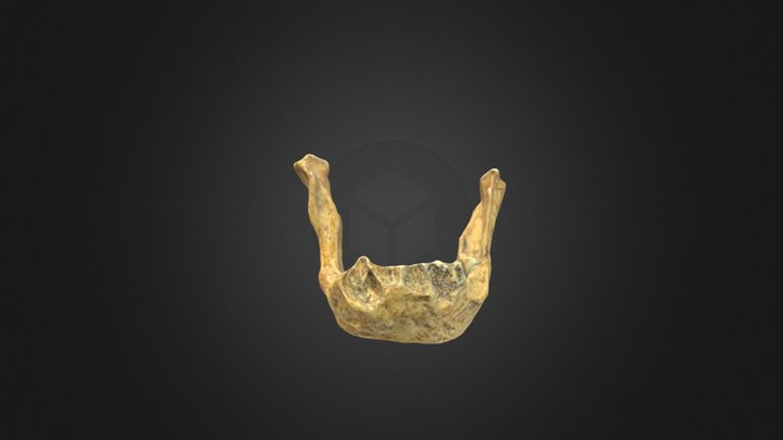 Neanderthal 3D models - Sketchfab