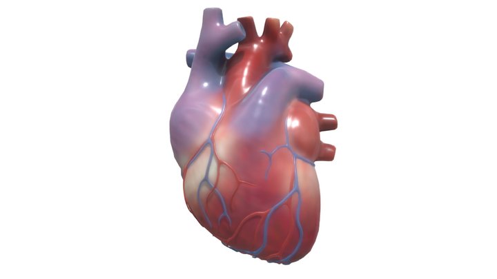 Cardiac 3D models - Sketchfab