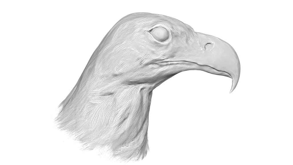 Bird head - A 3D model collection by rahzu - Sketchfab