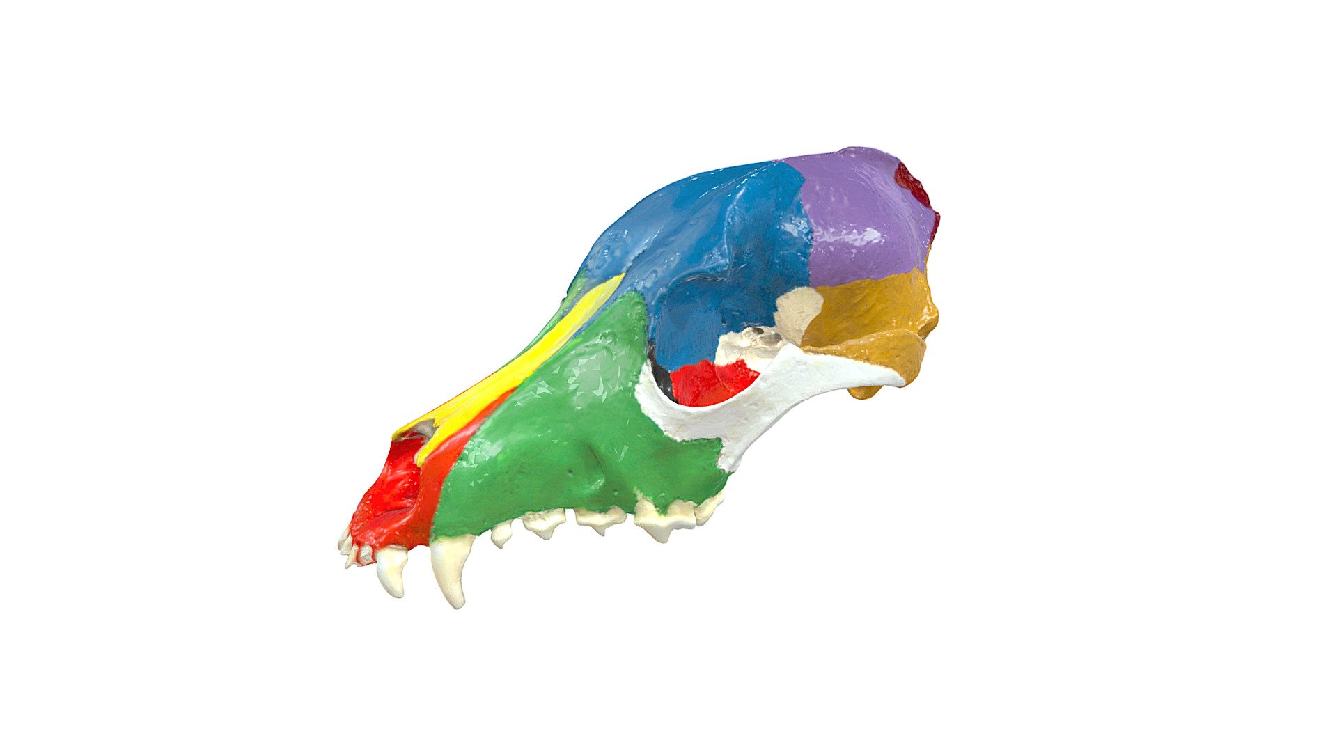 Dog, Skull (2) - 3D model by Vetanat.UZH [6183f12] - Sketchfab