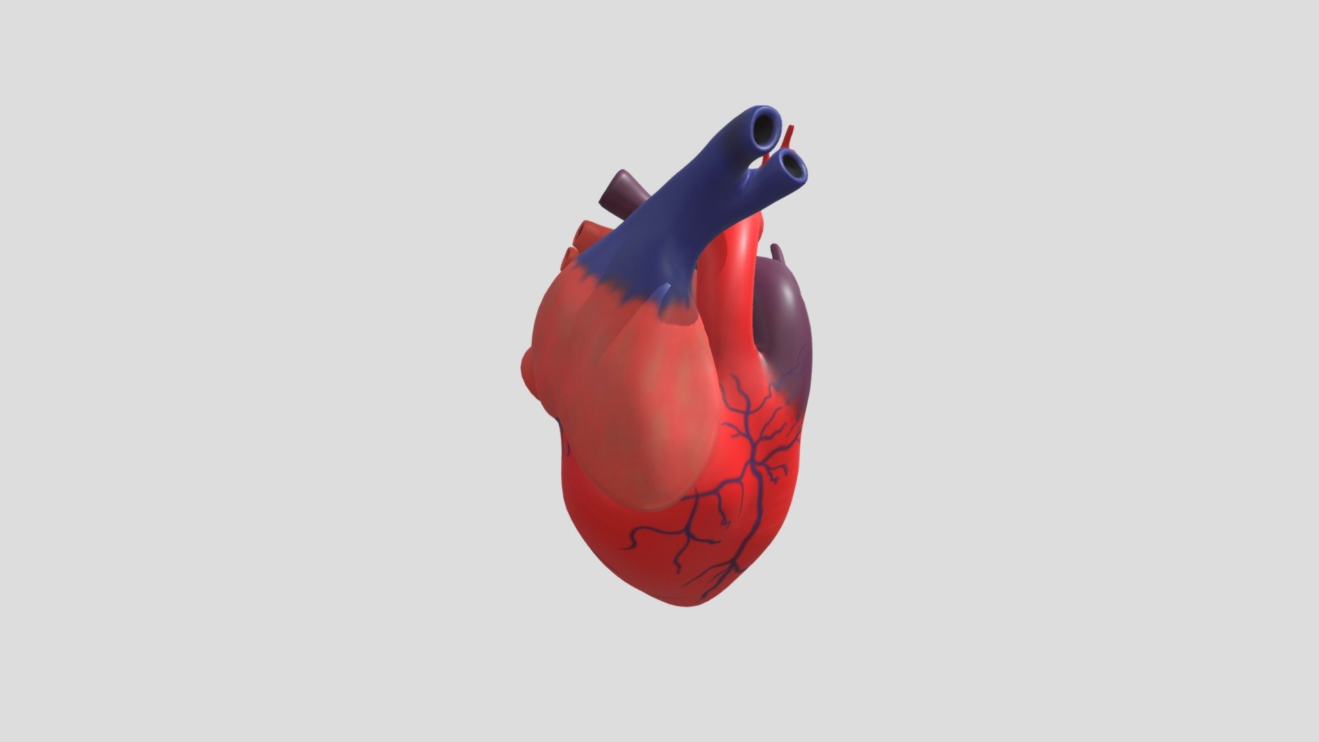 heart - 3D model by mitasty [61887ab] - Sketchfab