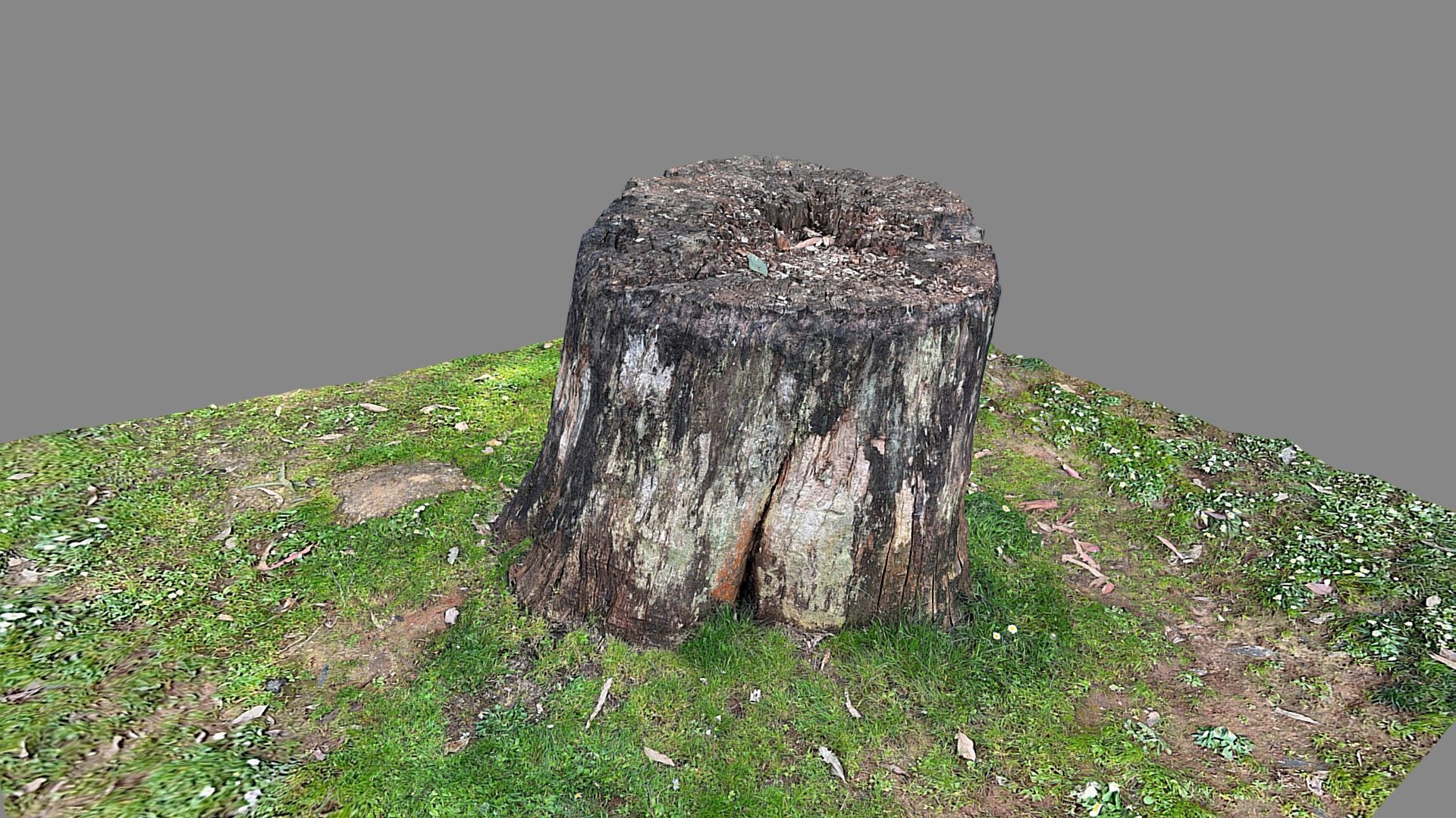 Tree Stump - Download Free 3D model by Andrei Alexandrescu (@Andrei ...