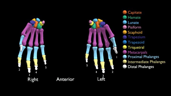 Carpals 3D models - Sketchfab