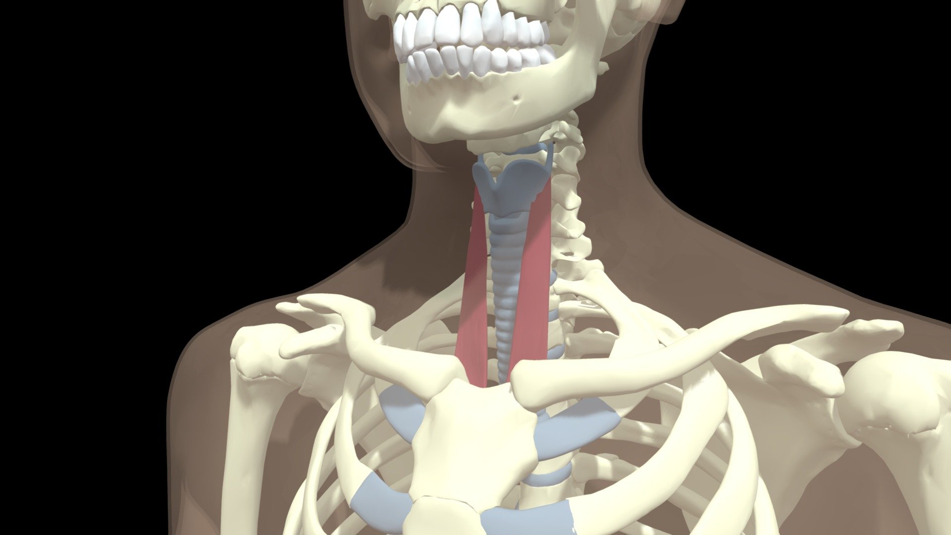 Sternothyroid - Download Free 3D model by UMich Anatomy (@anatomary ...