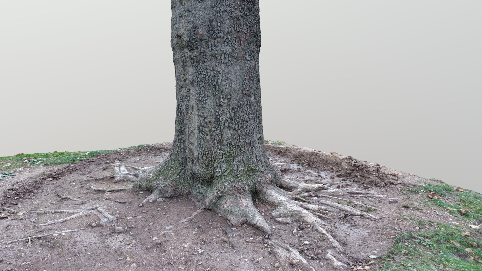 Tree Trunk - 3D model by mabioca [61926a8] - Sketchfab