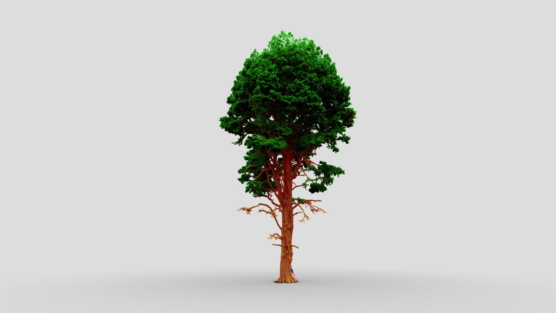 Scots Pine Tree - 3D model by Q-ForestLab (Ghent University) (@CAVElab ...