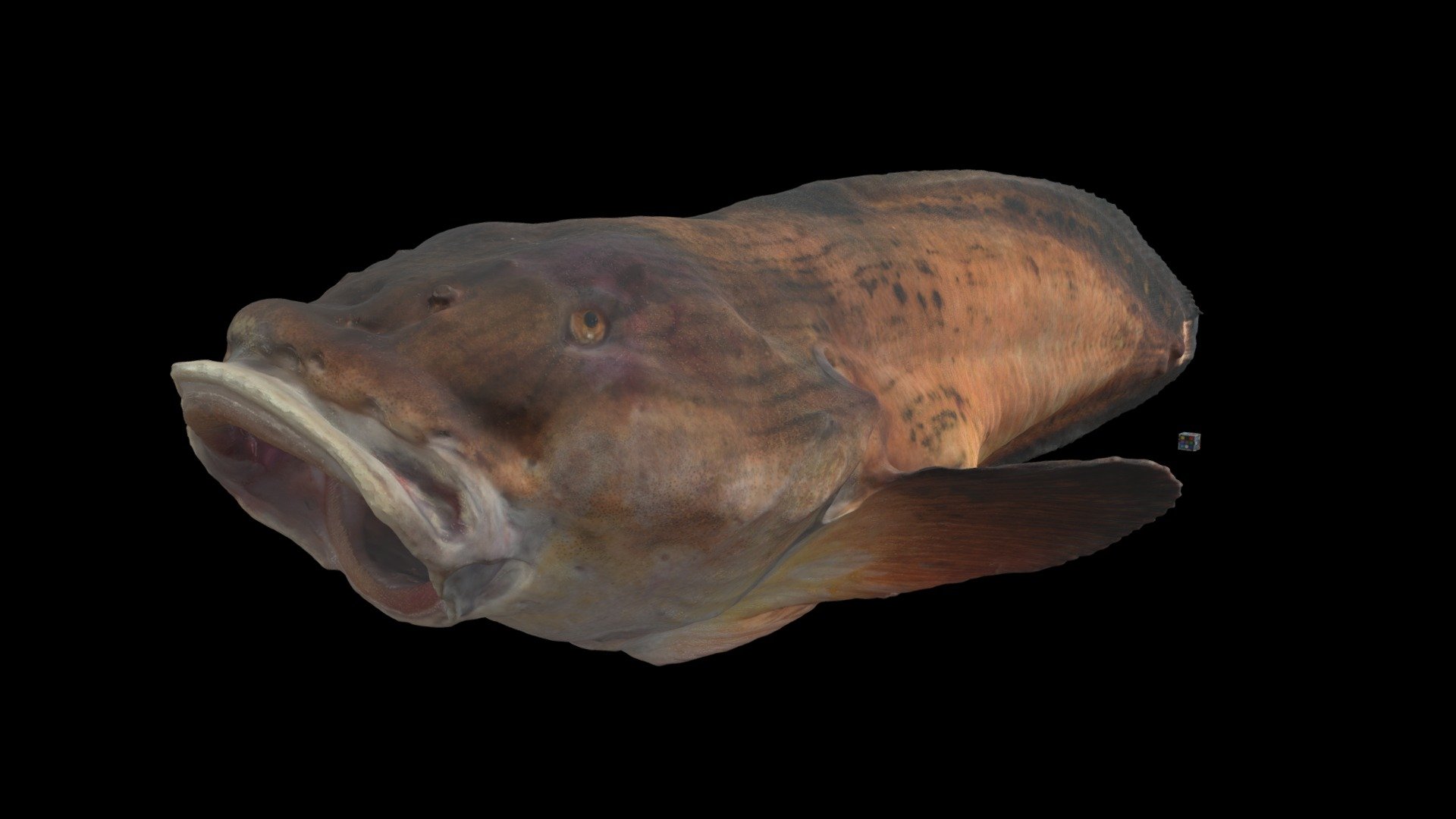 CC0 クサウオ 🐟 Tanaka's Snailfish, Liparis tanakai - Download Free 3D model ...