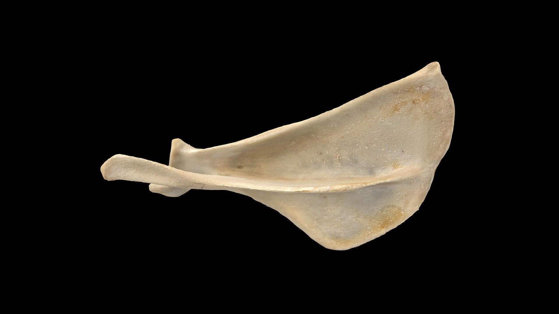 Muskrat (Ondatra zibethicus), Right Scapula - 3D model by UWLzooarch ...