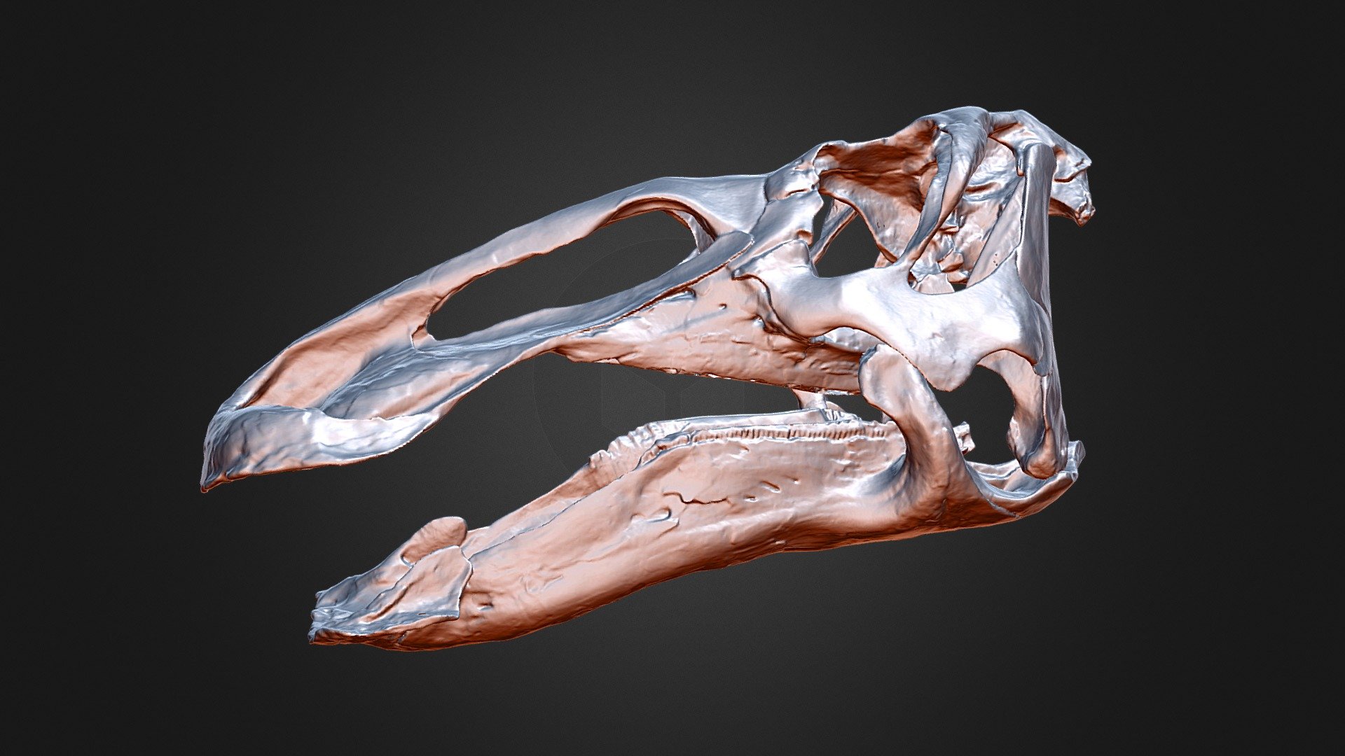 Edmontosaurus annectens - 3D model by Fossil Models (@fossilmodels ...