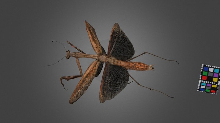 Mantis 3D models - Sketchfab