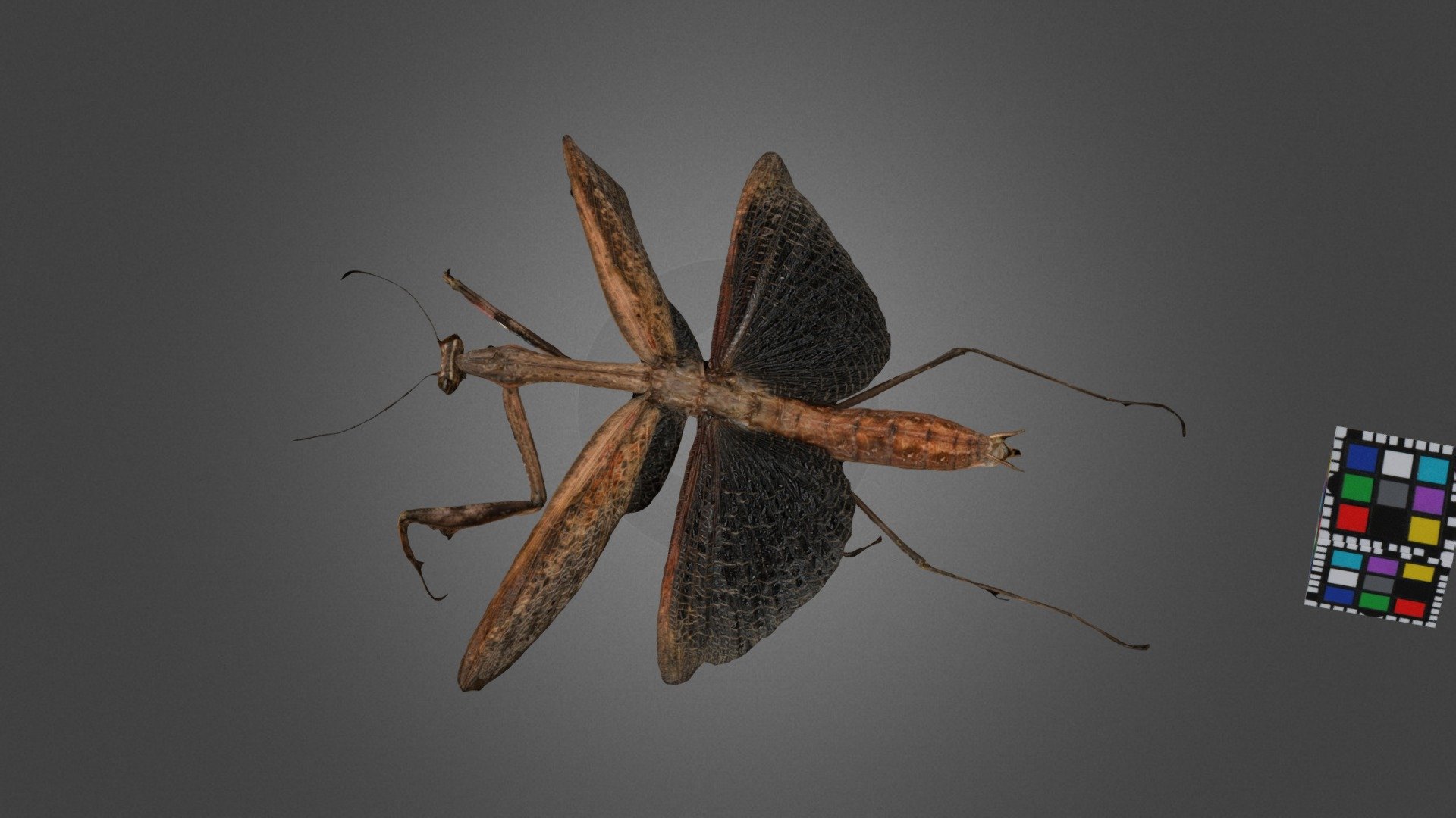 コカマキリ ♂ Asian Jumping Mantis, Statilia maculata - Download Free 3D ...