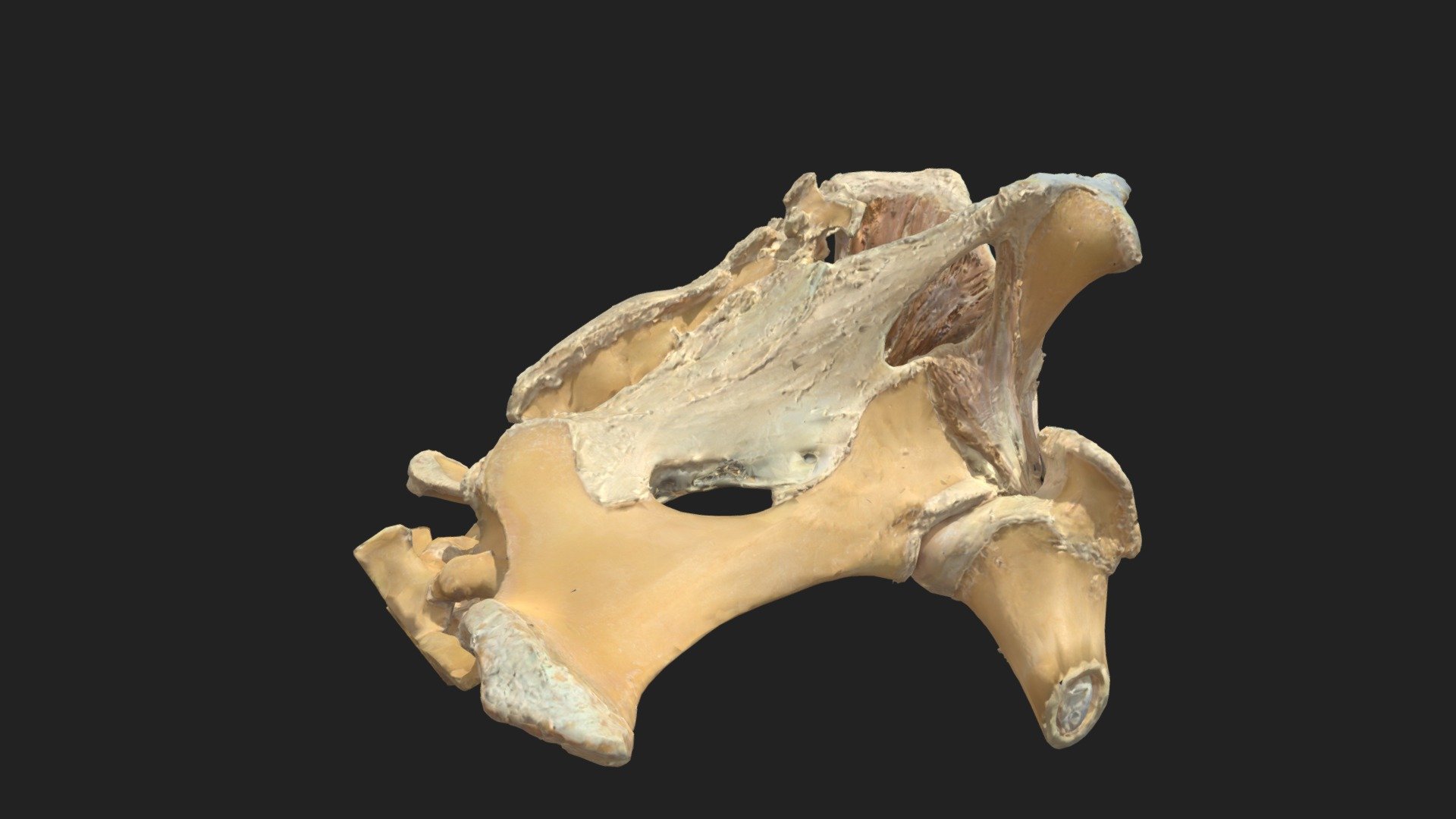 muscled pelvis horse - 3D model by vetanatMunich [61a2e34] - Sketchfab