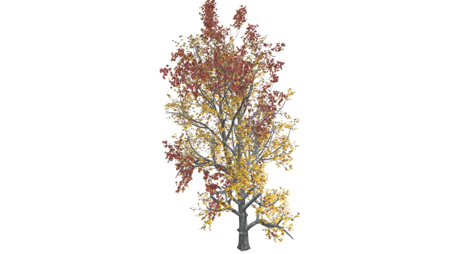 Mountain Maple Tree (Fall) #02 - Buy Royalty Free 3D model by meshshape ...