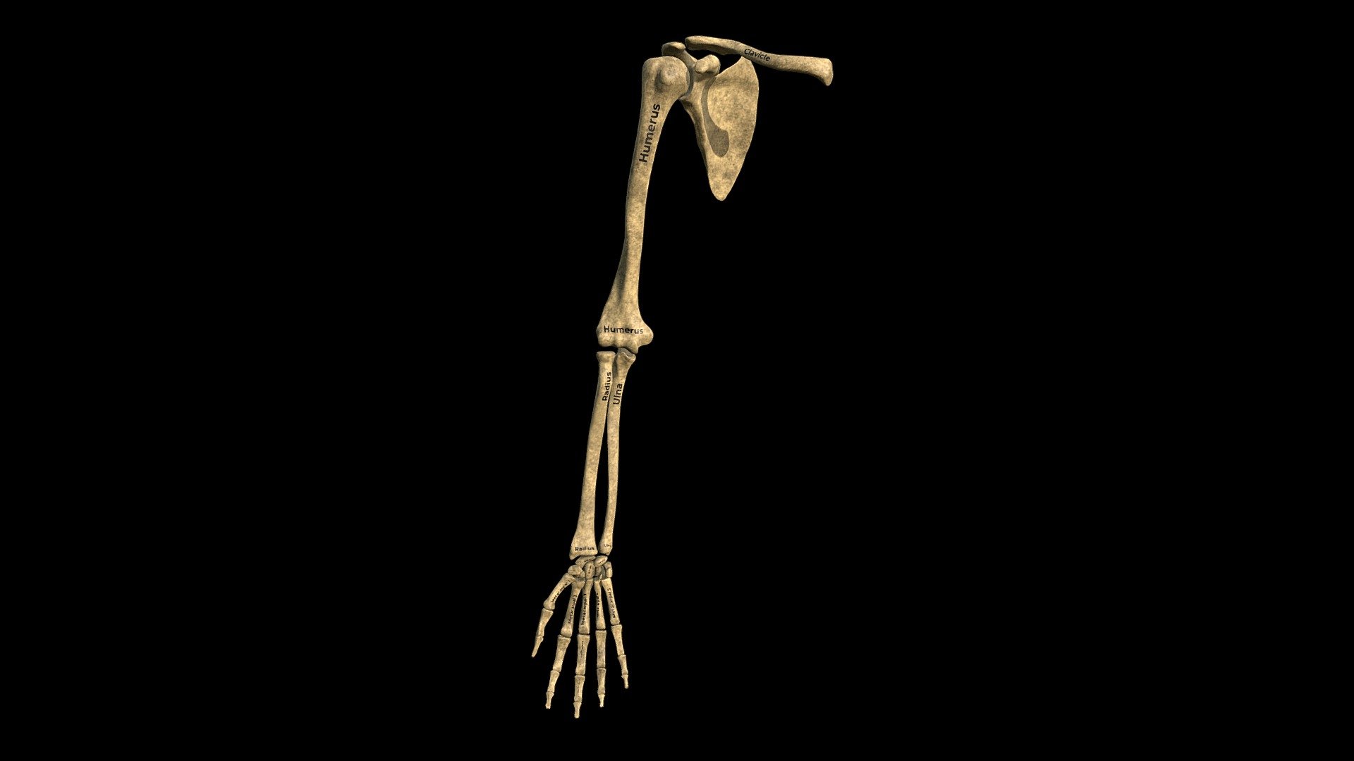 Anatomy of the Upper Extremity Bones (+labels) - 3D model by Friso ...