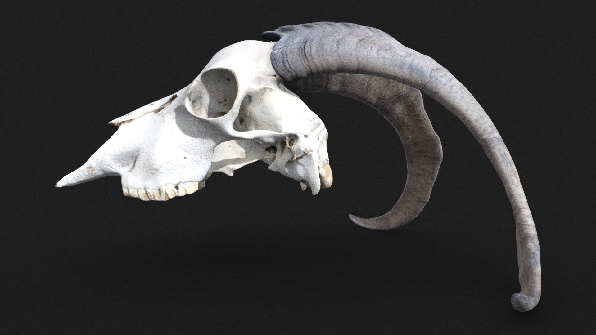 Ram skull with skull - scan - Buy Royalty Free 3D model by Tijerín Art ...