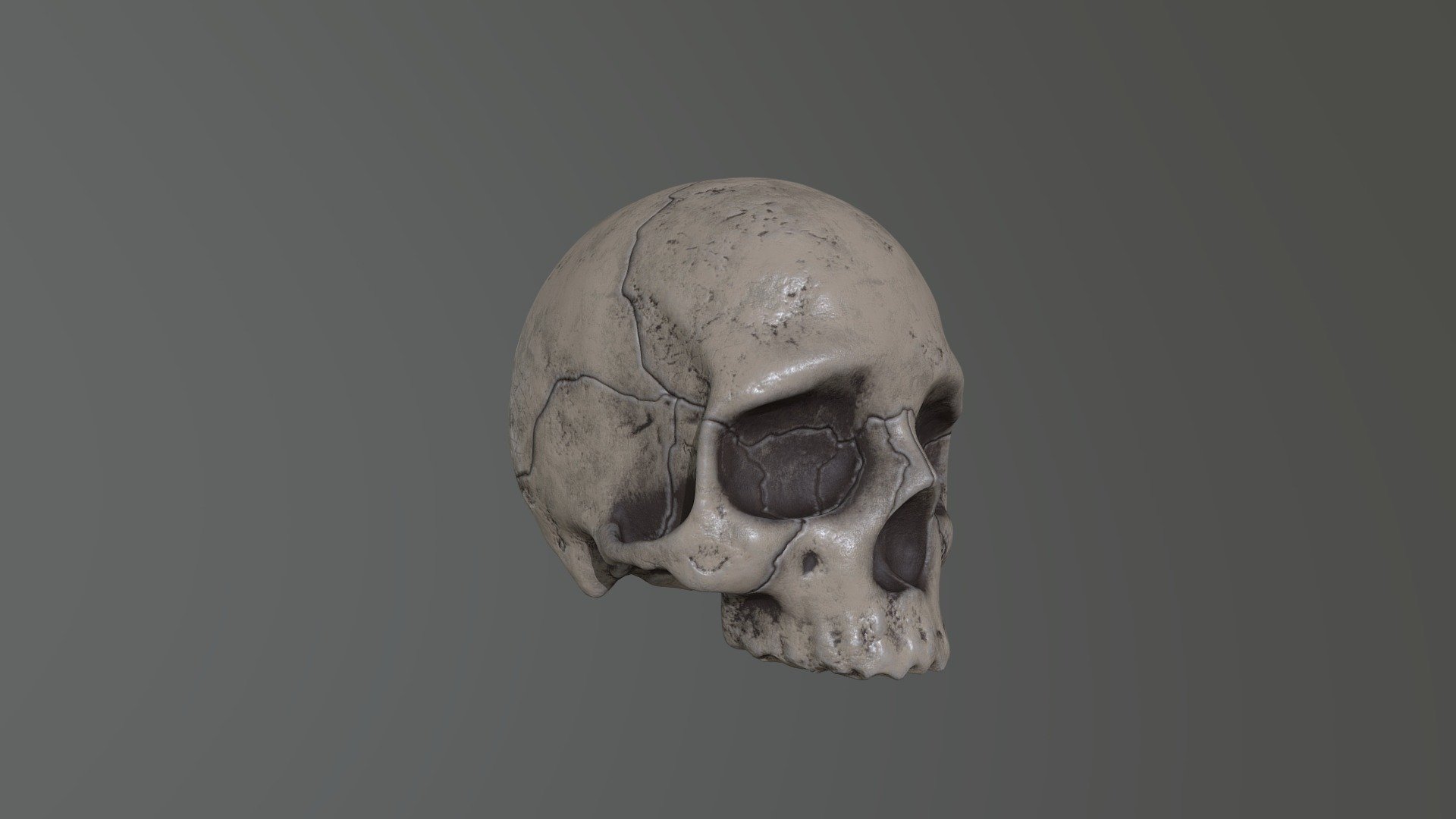Human Skull Base - 3D model by delfinamengide [61a7a40] - Sketchfab
