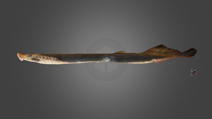 Lamprey 3D models - Sketchfab