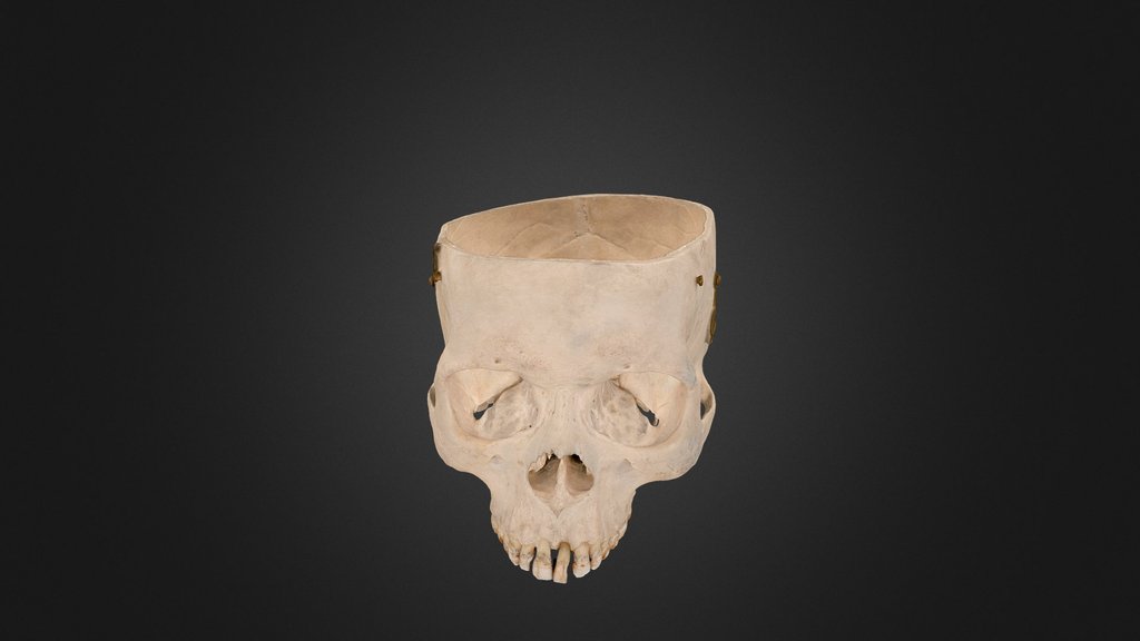 Skull - A 3D model collection by jamiejjs - Sketchfab