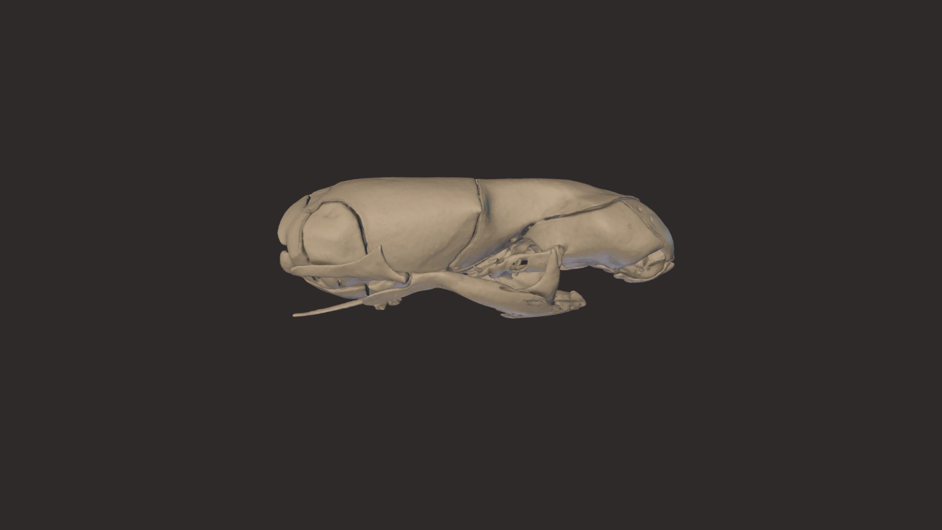 Sand Worm Snake Skull - 3D model by Blackburn Lab (@ufherps) [61b2a74 ...