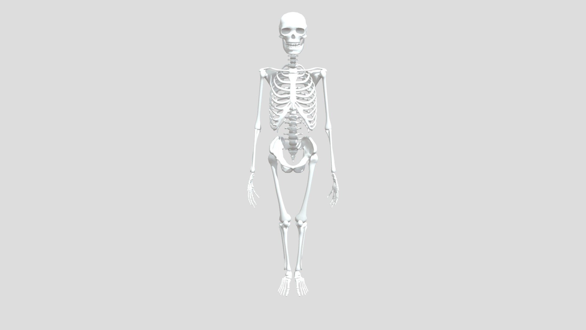 Skeleton - Download Free 3D model by Krzysztof Kauza (@krzysztofkauza ...