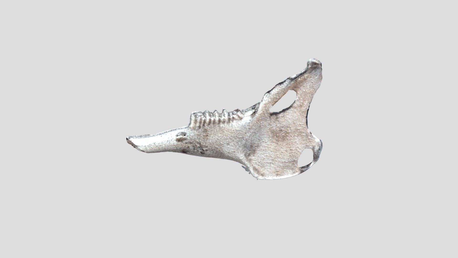Rabbit (O. cuniculus) Partial Jaw - Colour - Download Free 3D model by ...