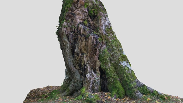 Moss 3D models - Sketchfab