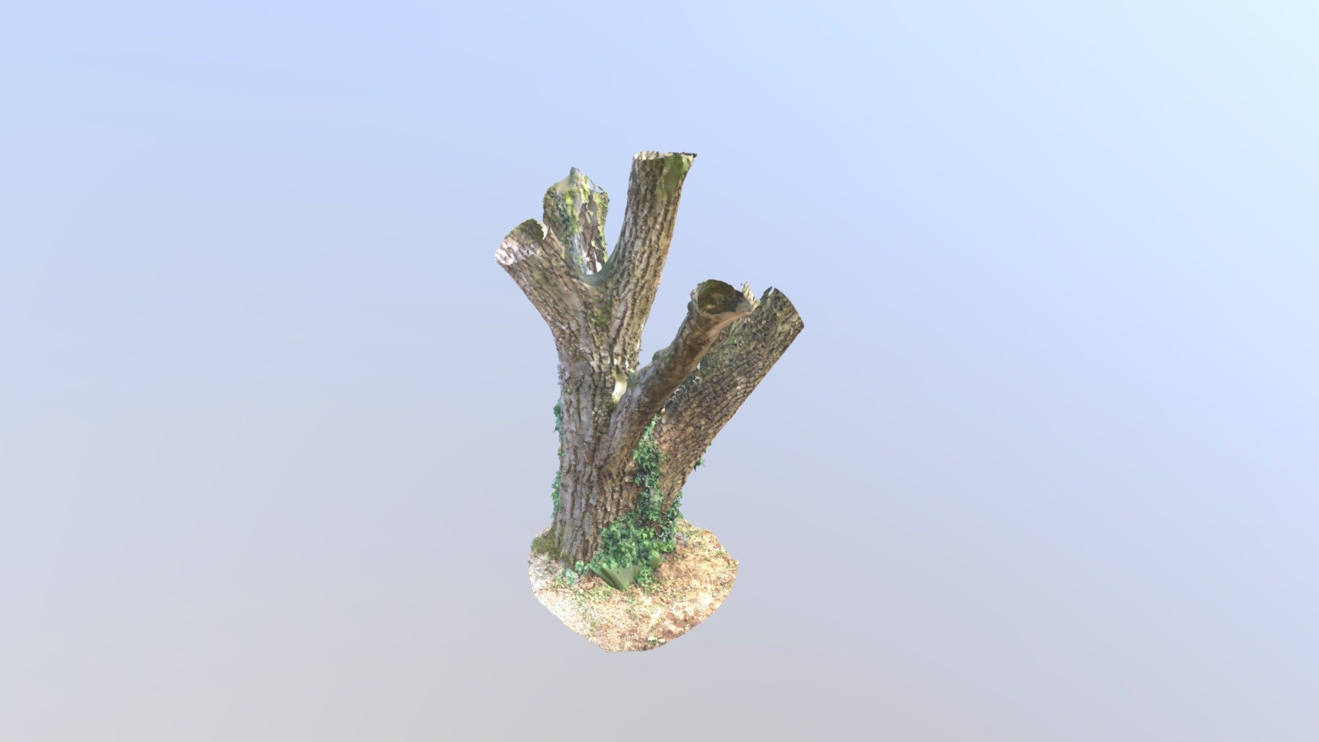 Tree Trunk - 3D model by jakegend [61ca83a] - Sketchfab