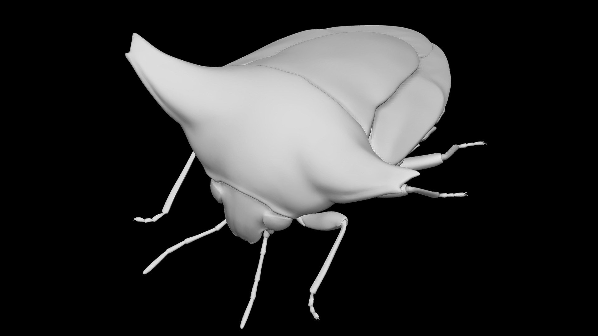 Alcimocoris Japonensis - Download Free 3D model by tunosemi [61cccfa ...