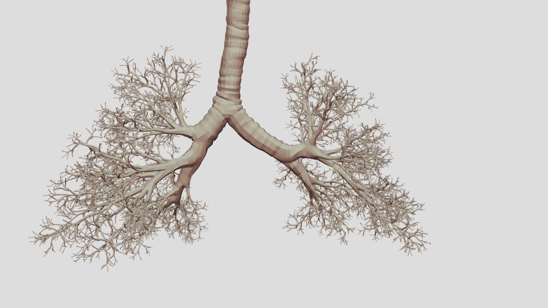 Trachea for 3d printing - 3D model by Angels&Demons (@AngelsDemons ...