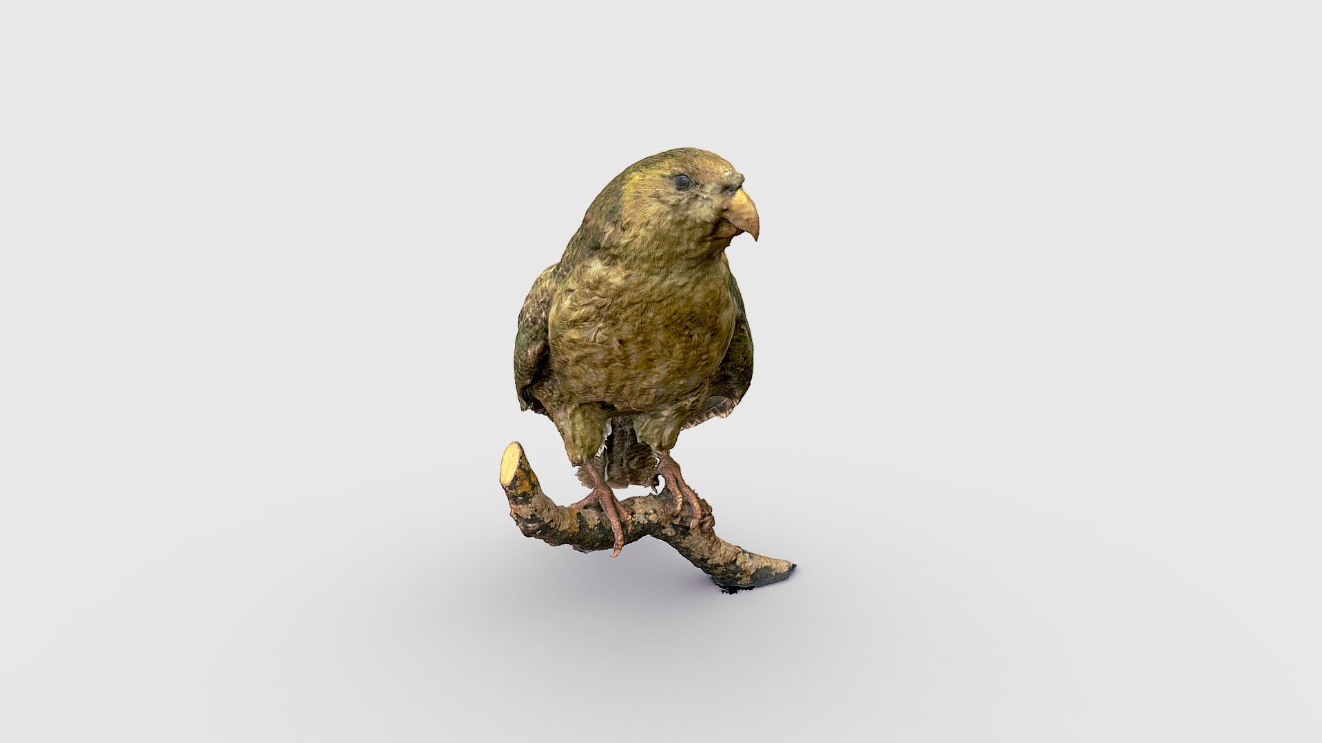 Papuga Kakapo - Download Free 3D model by Fundacja Collect ...