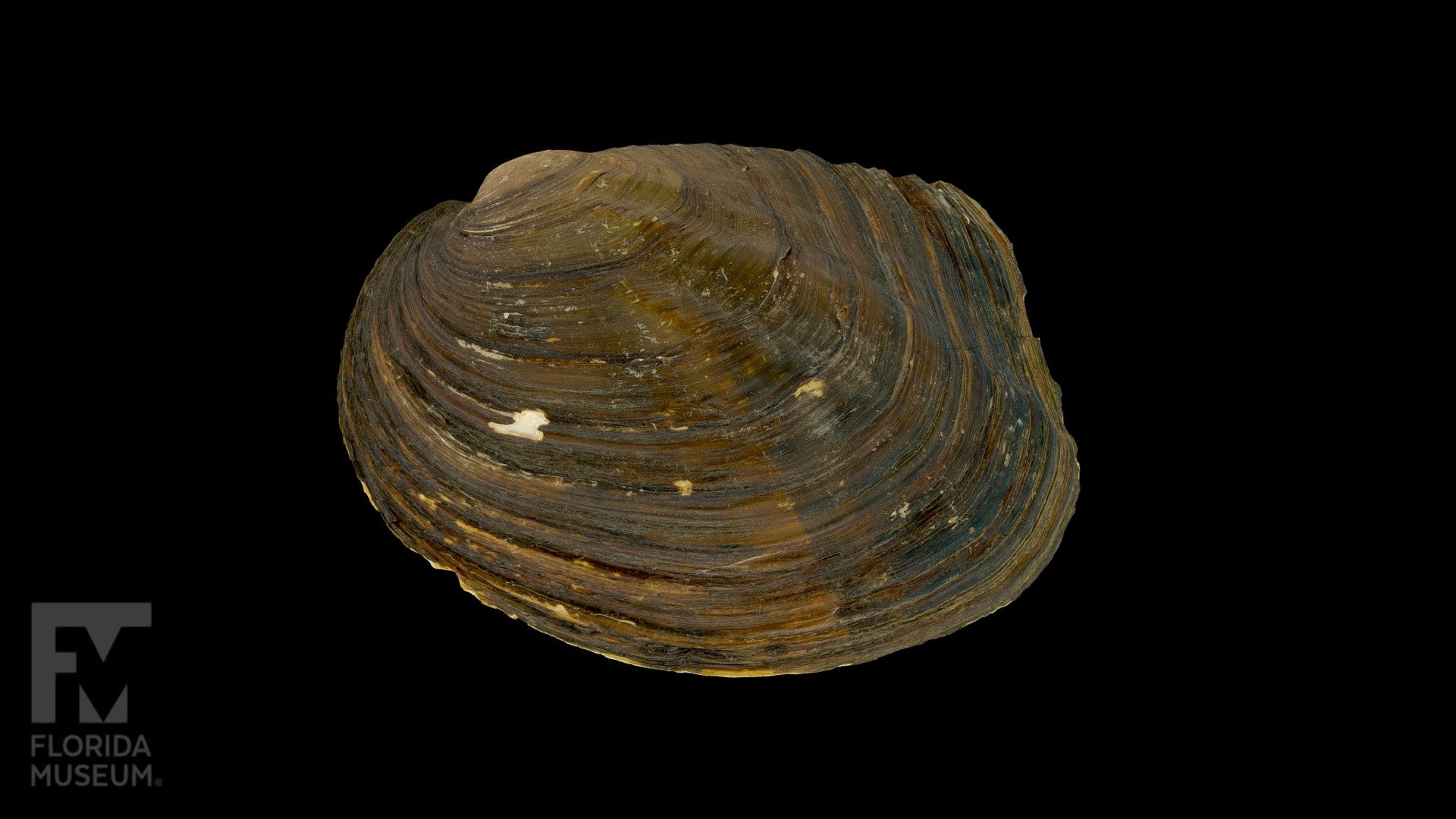 Threeridge - Freshwater Mussel - 3D model by FloridaMuseum [61db46e ...