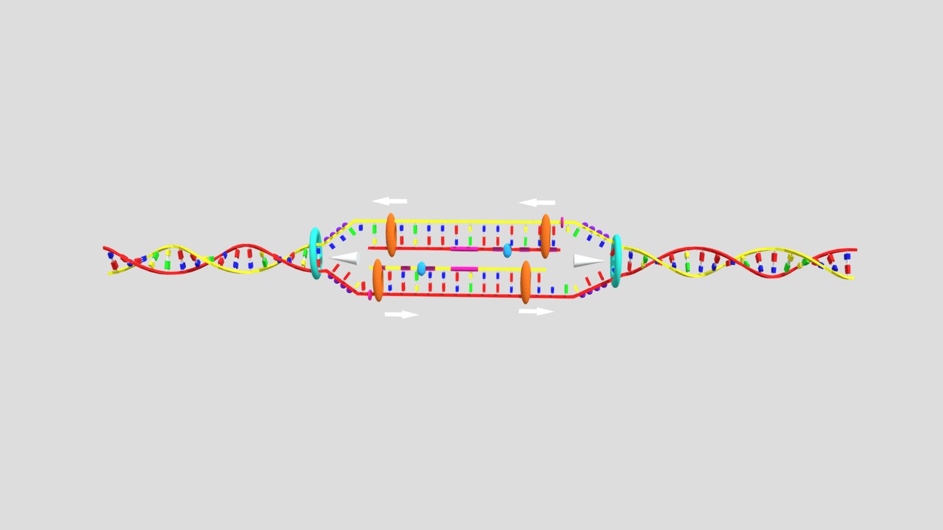 DNA-replication - 3D model by Dien [61de29f] - Sketchfab