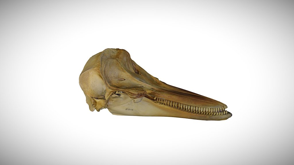 CETACEA - A 3D model collection by CSULBMammalLab (@tstankowich ...