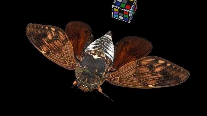 Cicada 3D models - Sketchfab