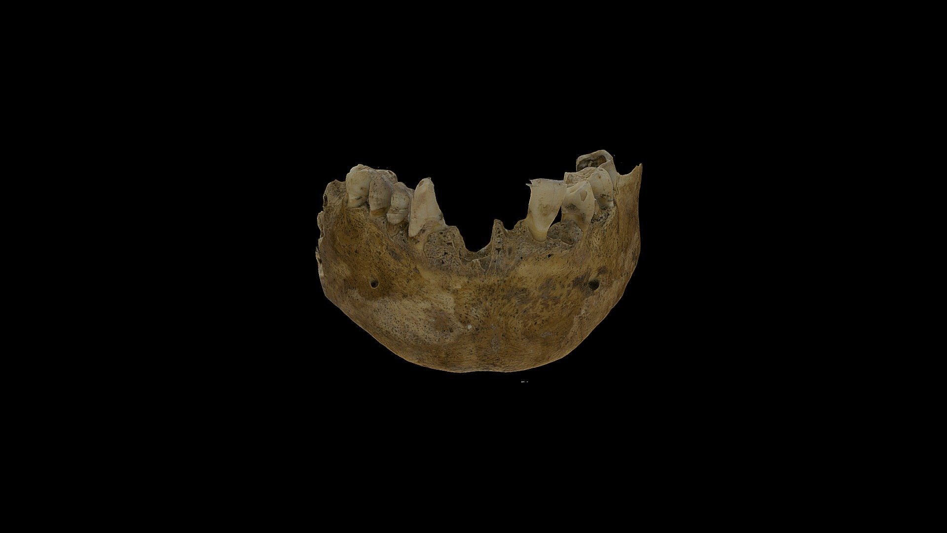 Durham University 3D Mandible Model - 3D model by danielleschaf ...