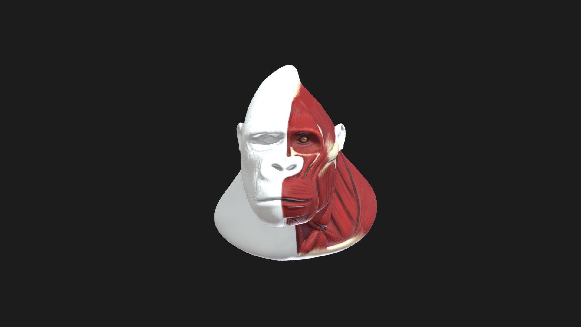 Gorilla Head & Neck Reconstruction - Download Free 3D model by VISIBLE ...