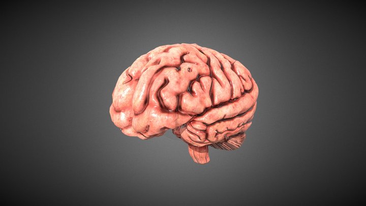 Diaphragm 3D models - Sketchfab