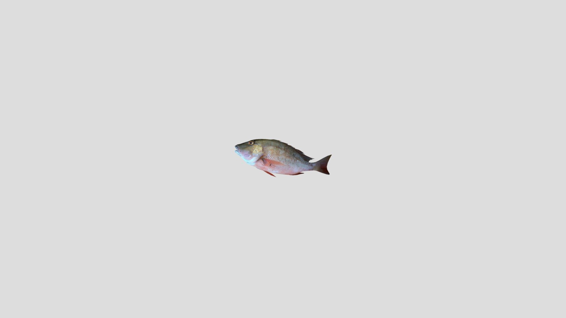 fish - Download Free 3D model by xixiserena [620fcdb] - Sketchfab