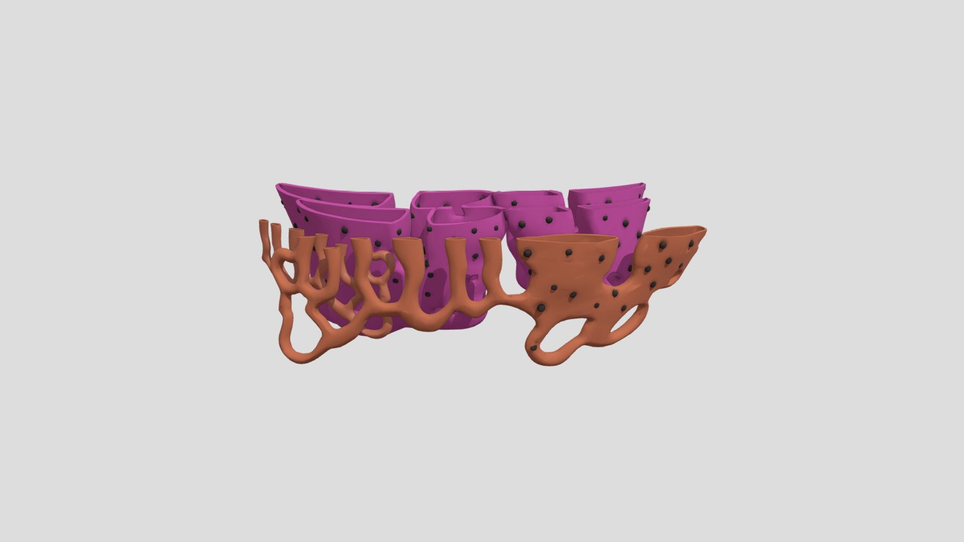 reticulo-endoplasmatico (liso e rugoso) - 3D model by bianca.buainain ...