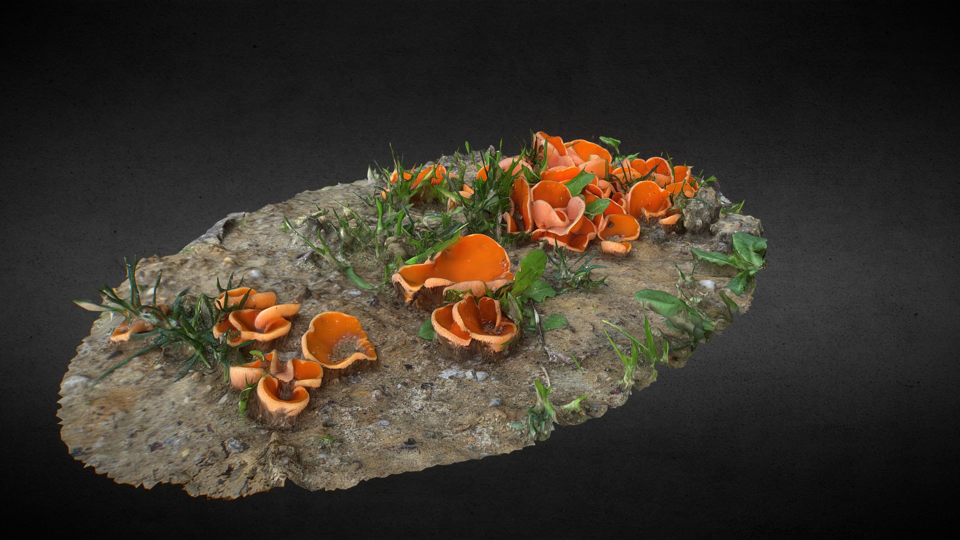 Orange peel fungus - Download Free 3D model by Zygomir.Fabricati.Diem ...