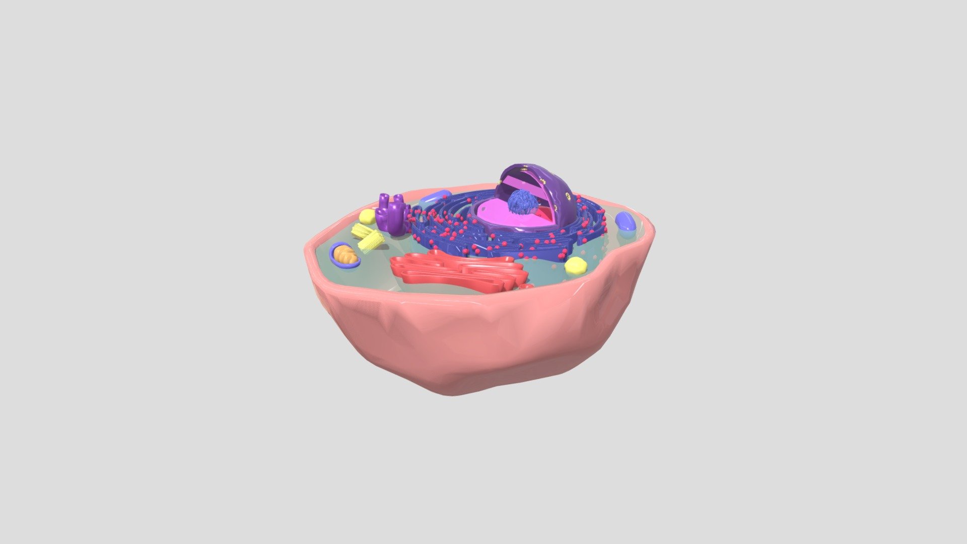 Animal Cell 2 - Download Free 3D model by Farik571.63 [621de34] - Sketchfab