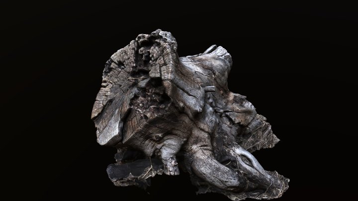 Roots 3D models - Sketchfab