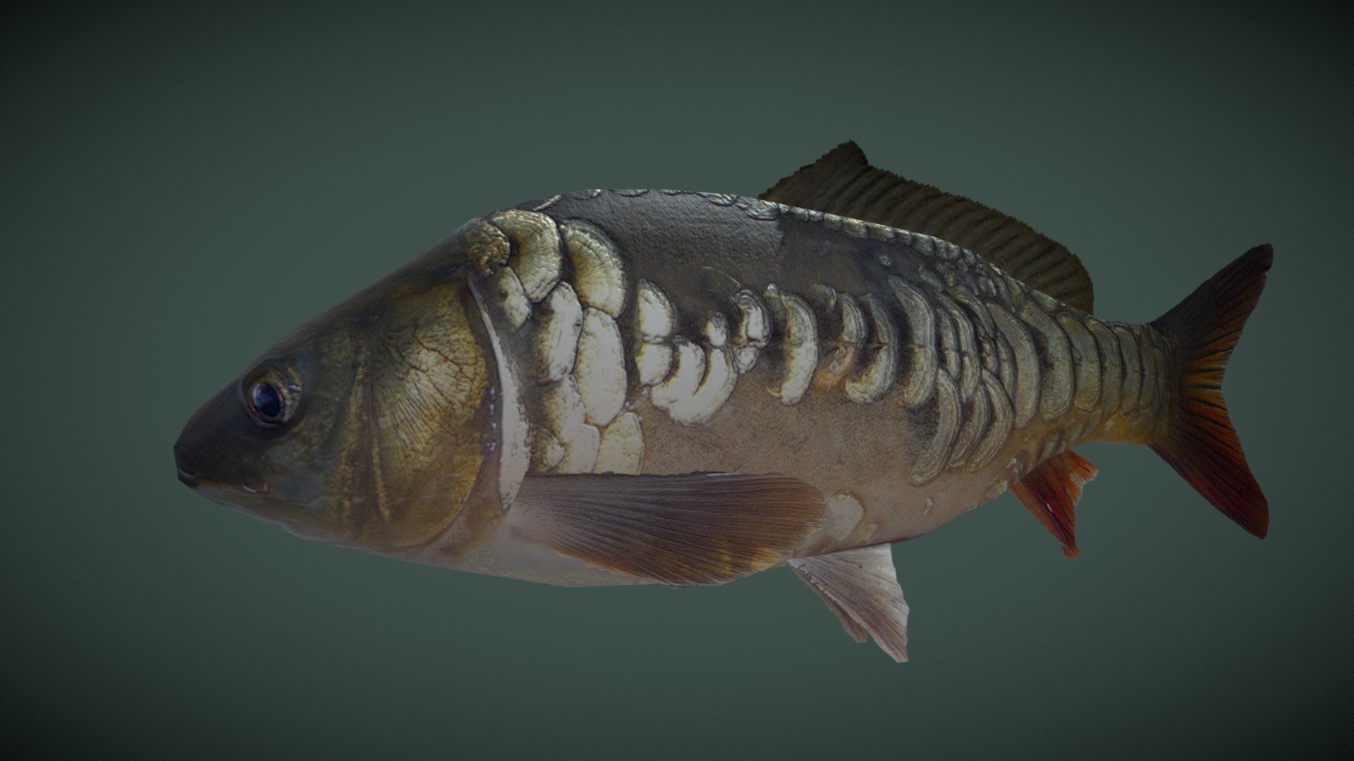 Mirror carp - Download Free 3D model by NewViStudios [62306a1] - Sketchfab